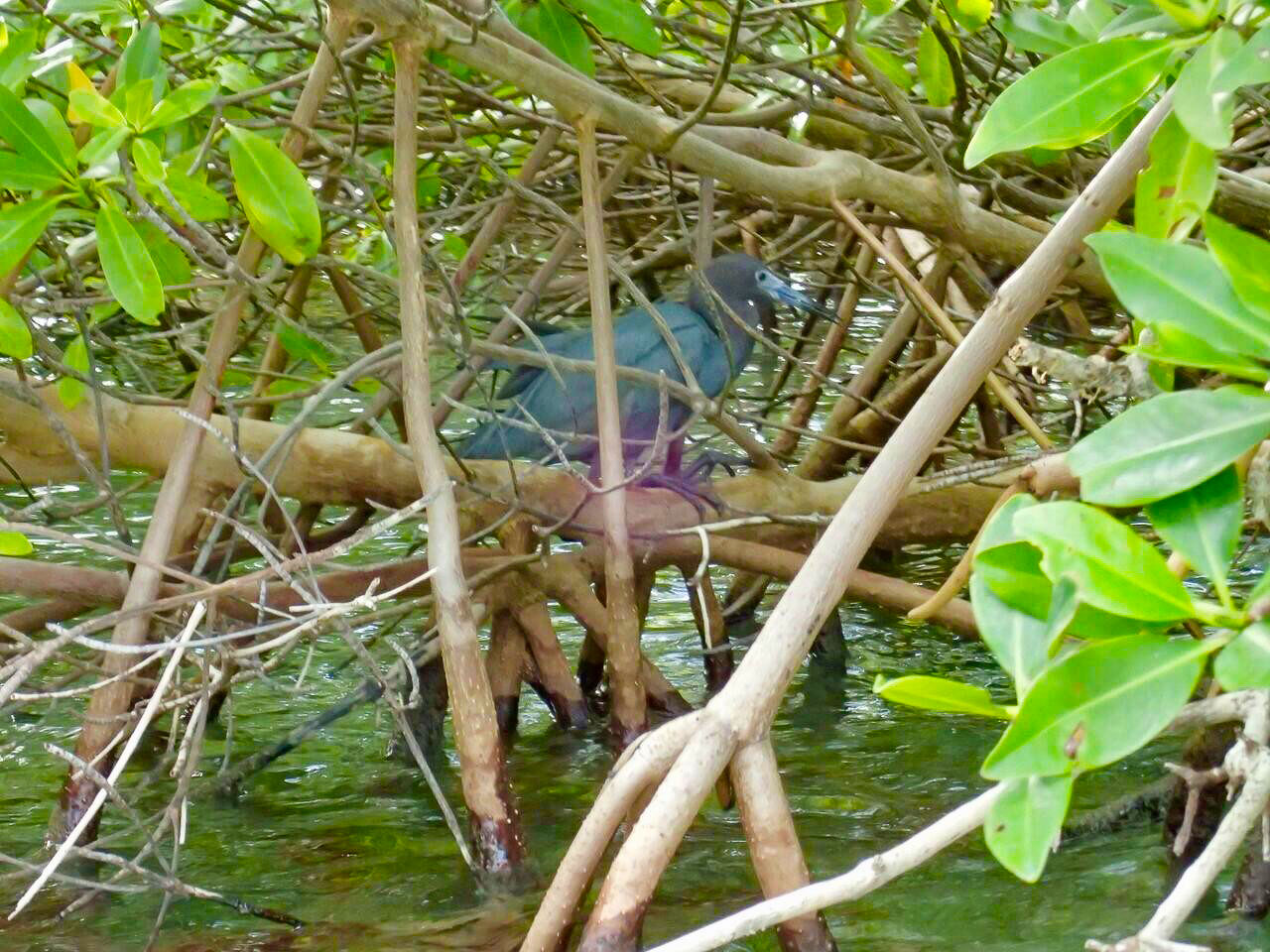 Insider Review : St Thomas Sunset Kayak With Bird Watching