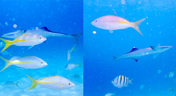 Discover Scuba Diving In St Thomas