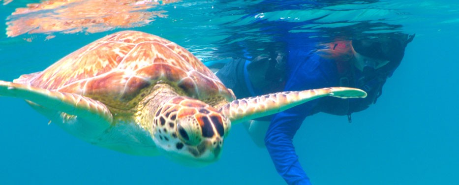 Kayak And Sea Turtle Snorkel Tour With Lunch In St. Thomas